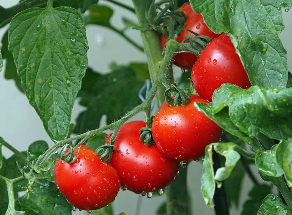 21 Benefits of Eating Tomatoes: Nutrition, Time, Side Effects - How To Ripe