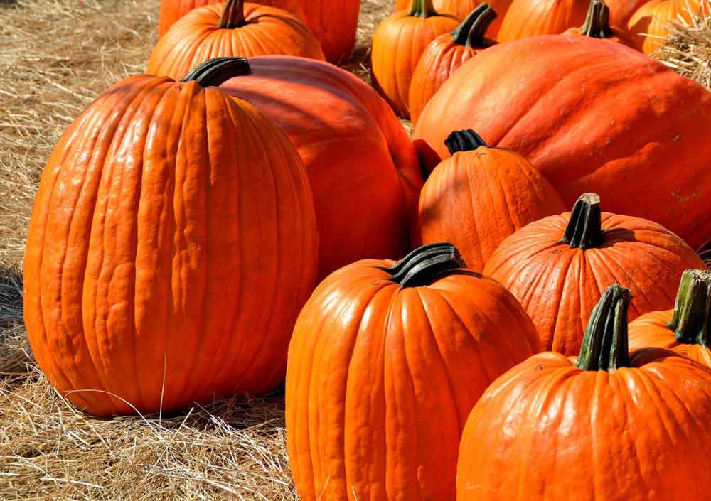 11 Nutrition, Health Benefits of Eating Pumpkin: Side Effects - How To Ripe