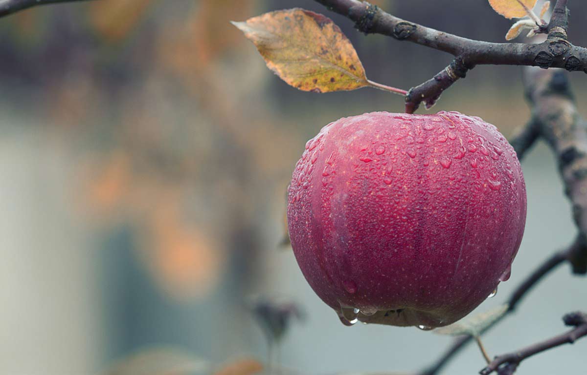 What are the Benefits of Buying and Eating Organic Apples? - How To Ripe