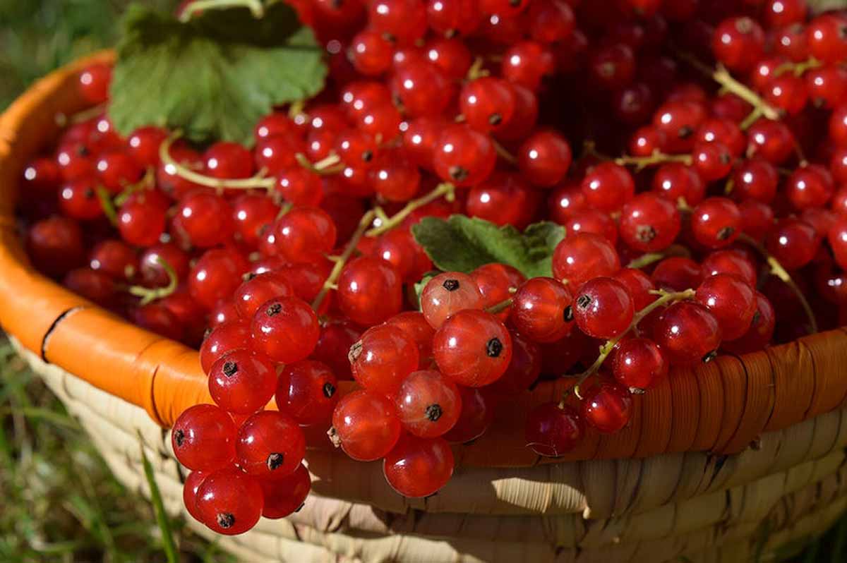 13 Science-Backed Health Benefits of Kerson Fruit - How To Ripe