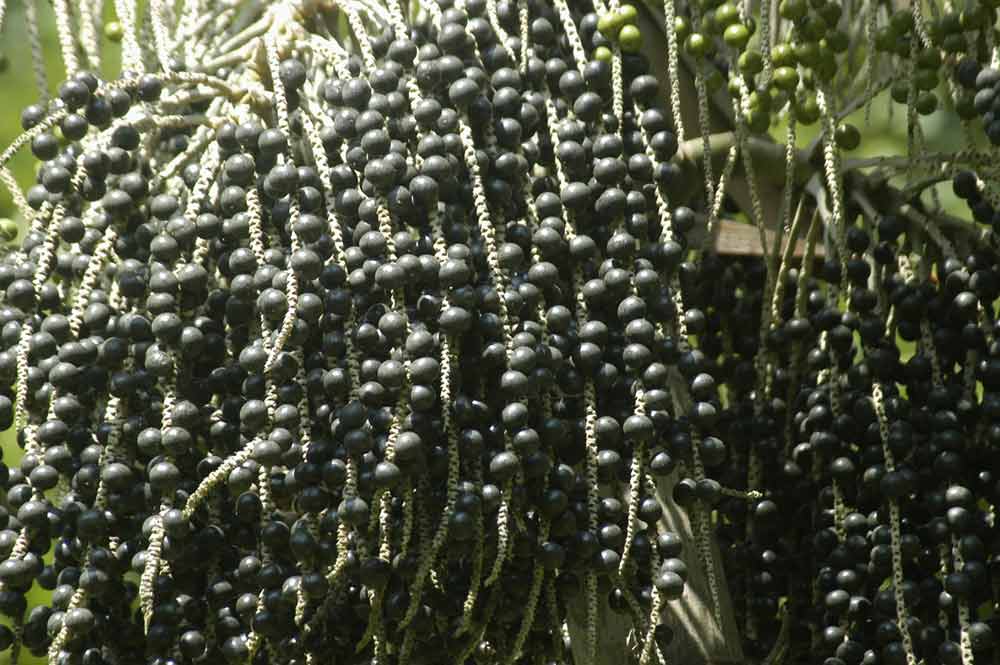 17 Science-Backed Amazing Health Benefits of Acai Berry - How To Ripe