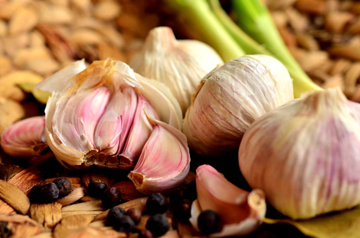15 Scientifically Proven Benefits Of Eating Garlic Daily How To Ripe
