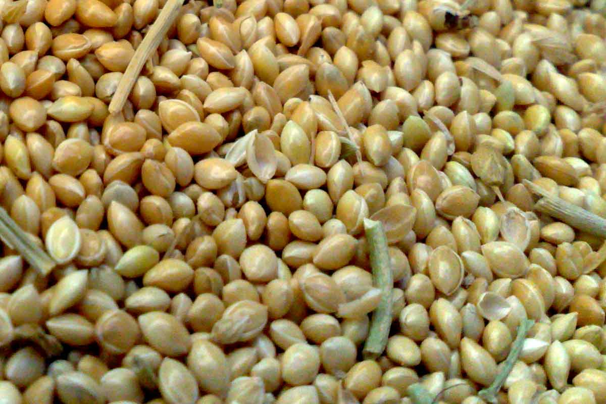 15 Science-Backed Health Benefits of Eating Millets Everyday - How To Ripe