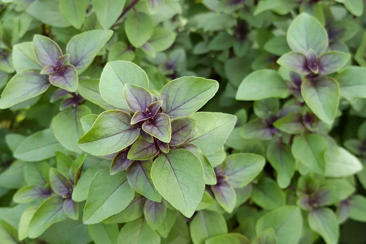 14 Benefits of Eating Tulsi or Holy Basil Leaves Daily - How To Ripe