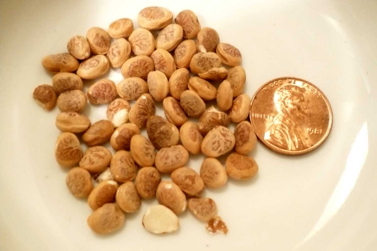 12 Charoli Nuts, or Chironji Proven Health Benefits - How To Ripe