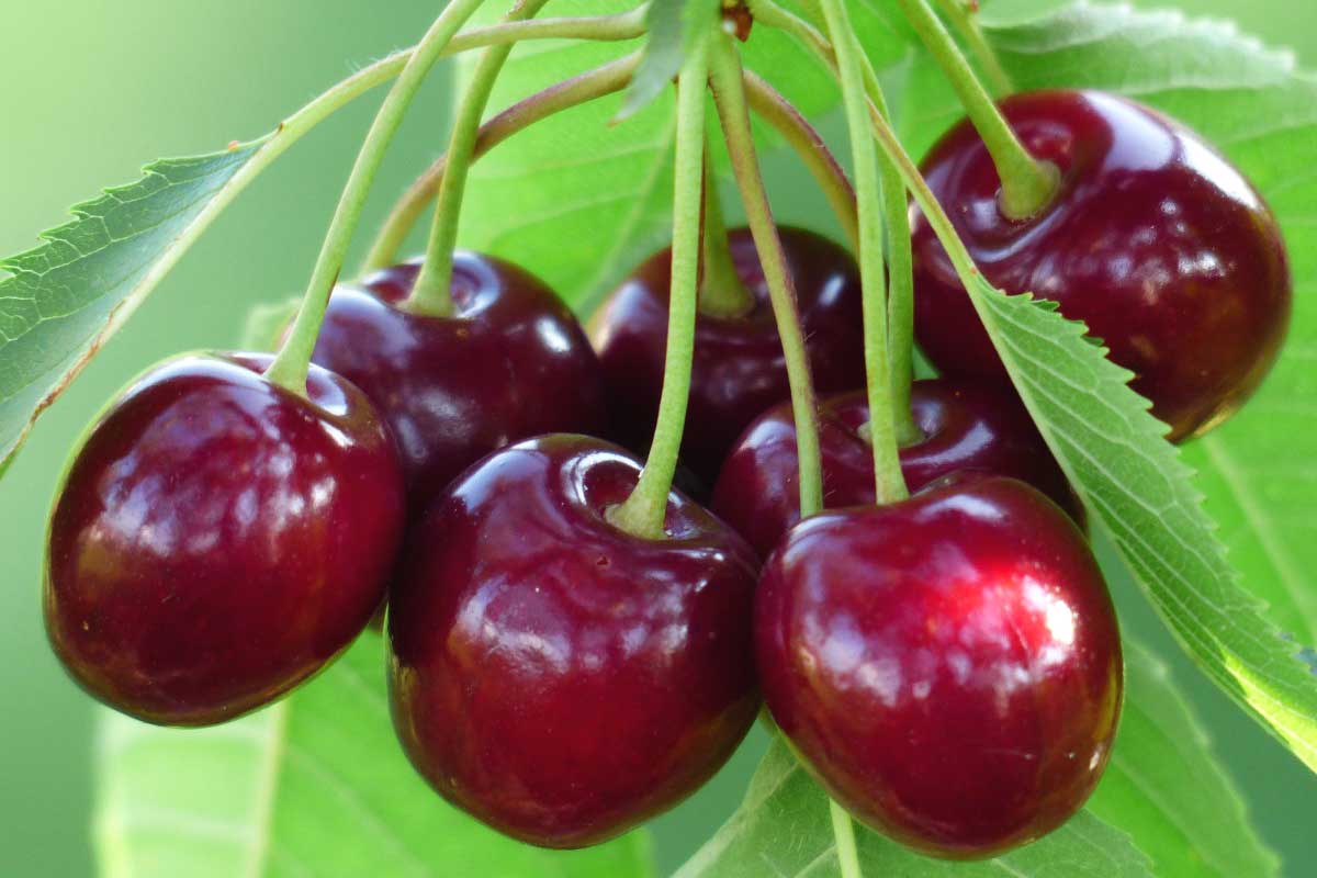 14 Amazing Health Benefits of Eating Acerola Cherry - How To Ripe