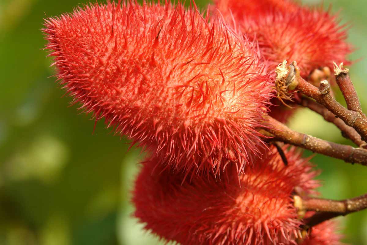 15 Science-Backed Amazing Health Benefits of Annatto - How To Ripe