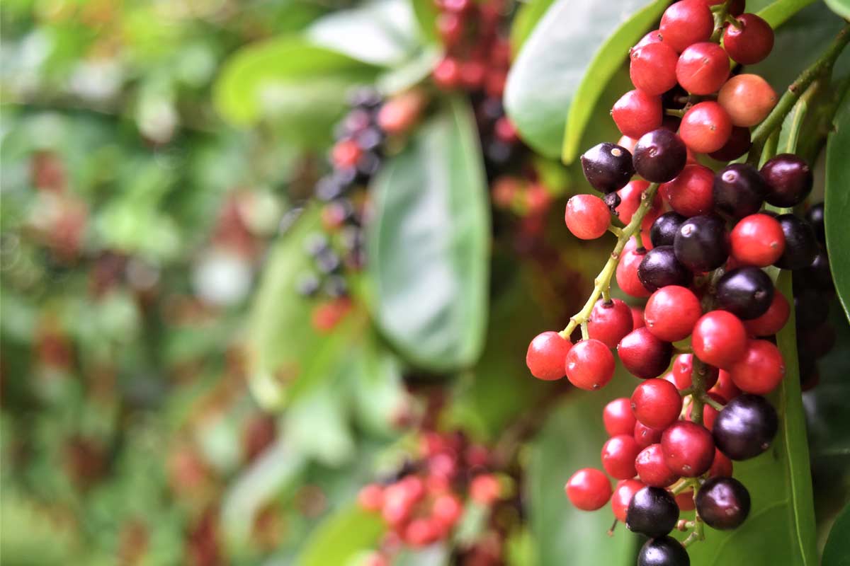 16 Amazing Health Benefits of Eating Bignay Fruits - How To Ripe