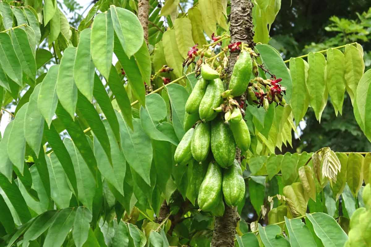 12 Science-Backed Health Benefits of Bilimbi Fruits - How To Ripe