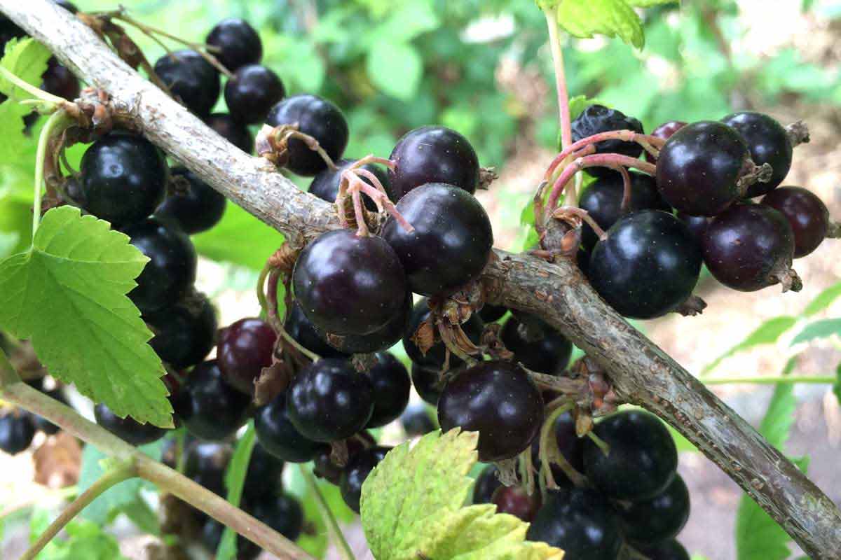 16 Science-Backed Health Benefits of Blackcurrant - How To Ripe