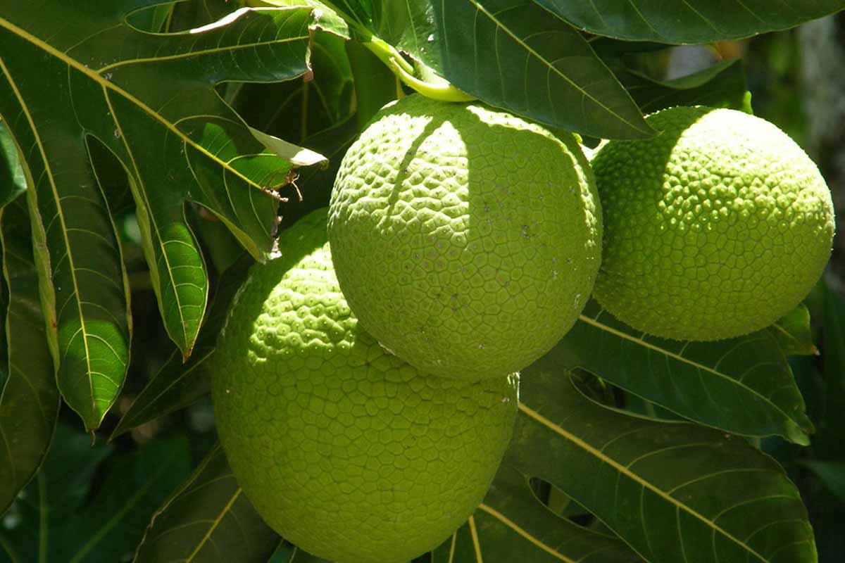 18 Science-Based Health Benefits of Delicious Breadfruit - How To Ripe