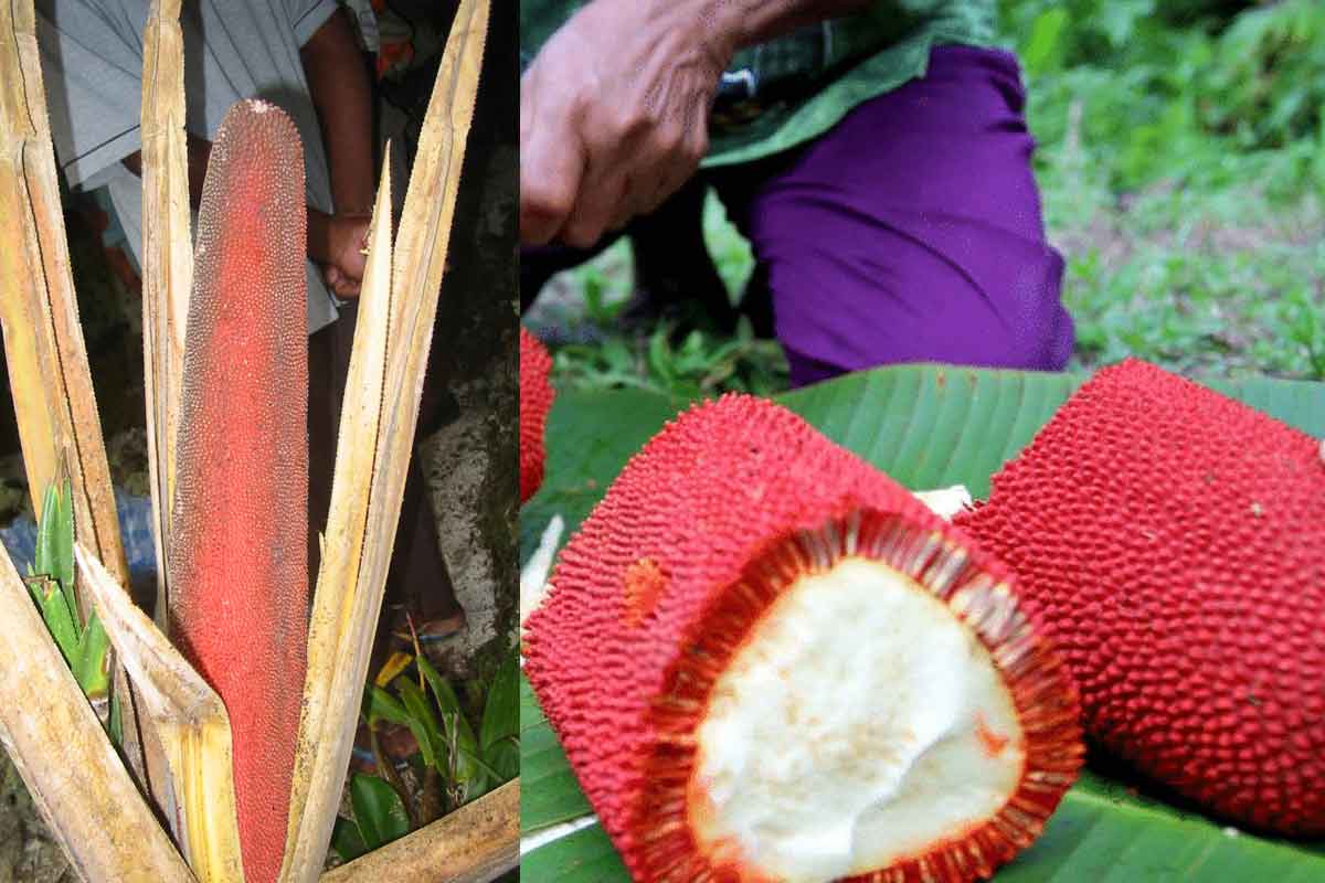 16 Health Benefits of Eating Buah Merah, or Red Fruit - How To Ripe 16 Health Benefits of Eating Buah Merah, or Red Fruit - How To Ripe
