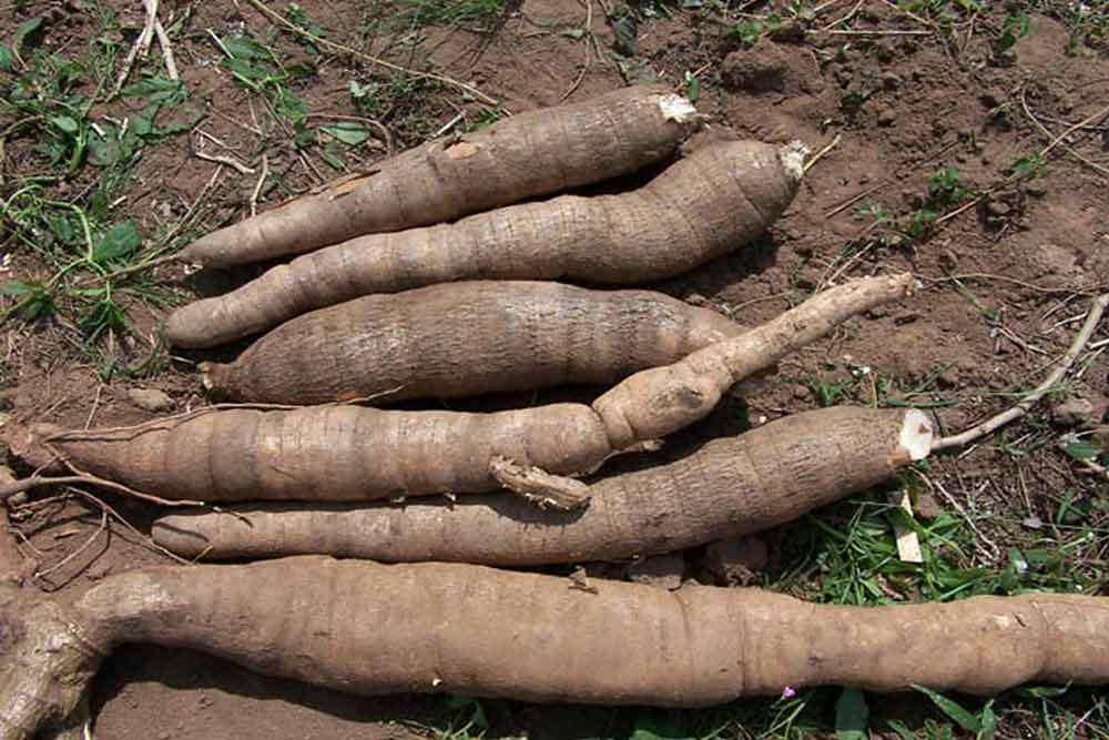 15 Proven Health Benefits of Cassava, Manioc, or Yuca - How To Ripe