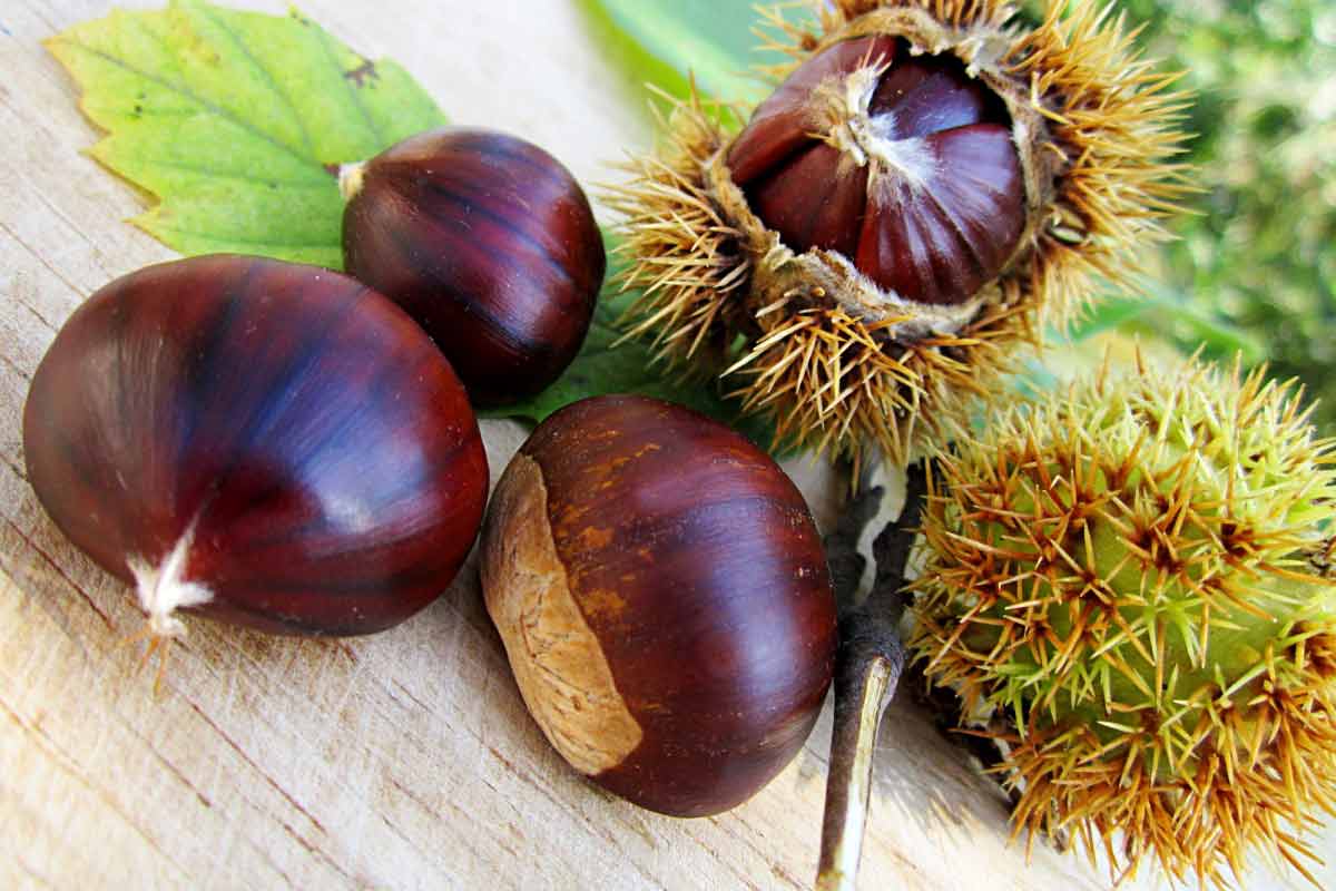 21 Scientifically Proven Health Benefits of Chestnuts - How To Ripe