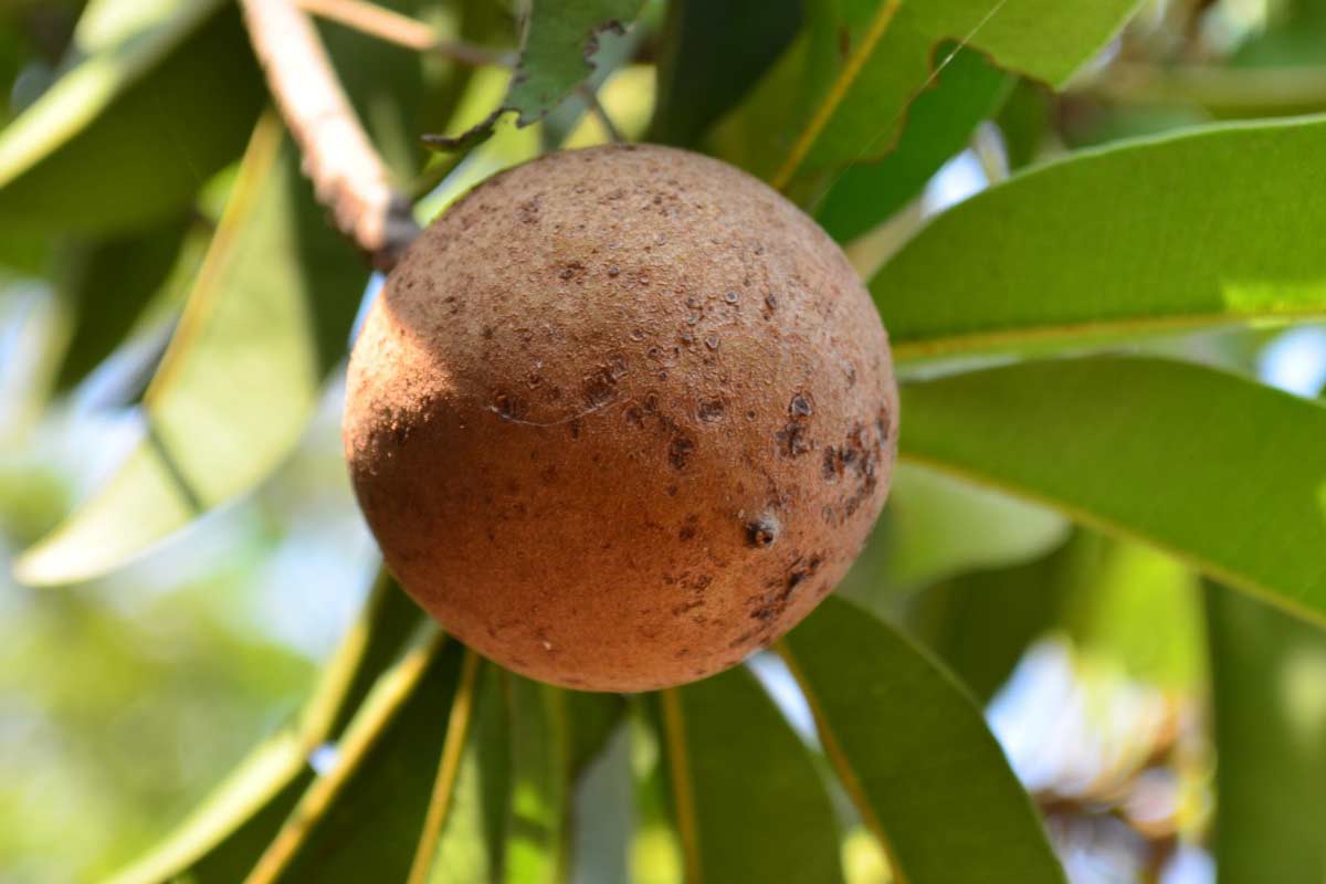 16 Amazing Health Benefits of Eating Chikoo or Sapota - How To Ripe