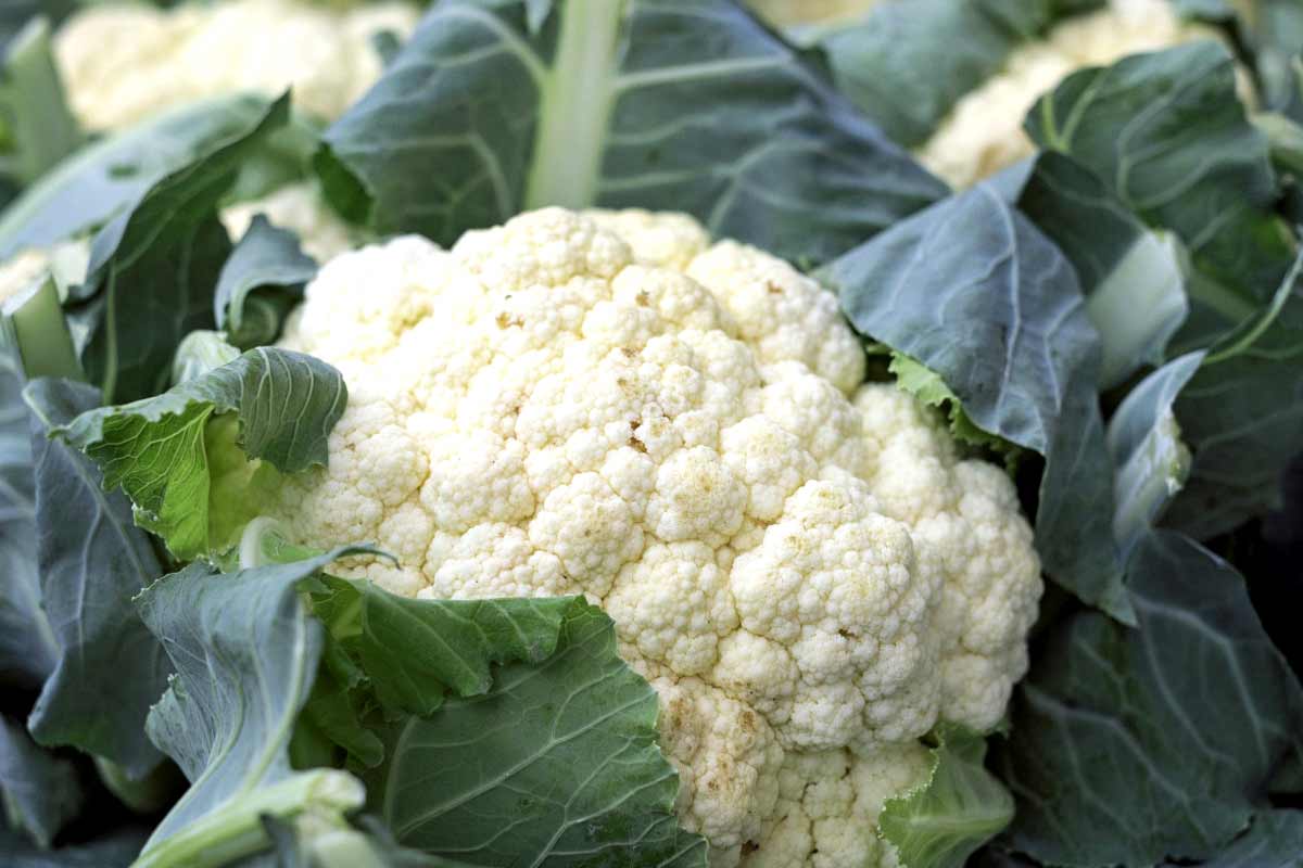 14 Major Health Benefits of Eating Cauliflower Every Day - How To Ripe