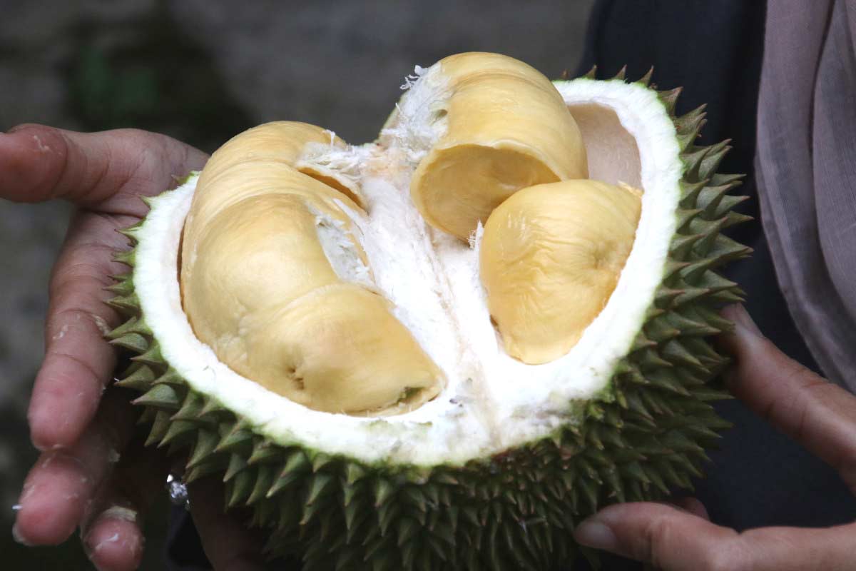 13 Amazing Health Benefits of Eating Nutritious Durian Fruit - How To Ripe