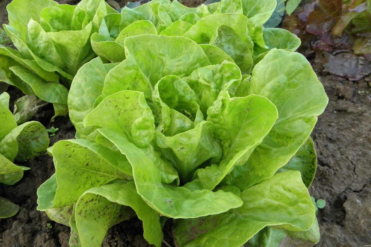 18 Scientifically Proven Health Benefits of Eating Lettuce - How To Ripe