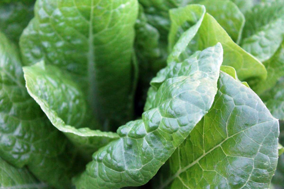 11 Science-Backed Health Benefits of Eating Spinach Daily - How To Ripe
