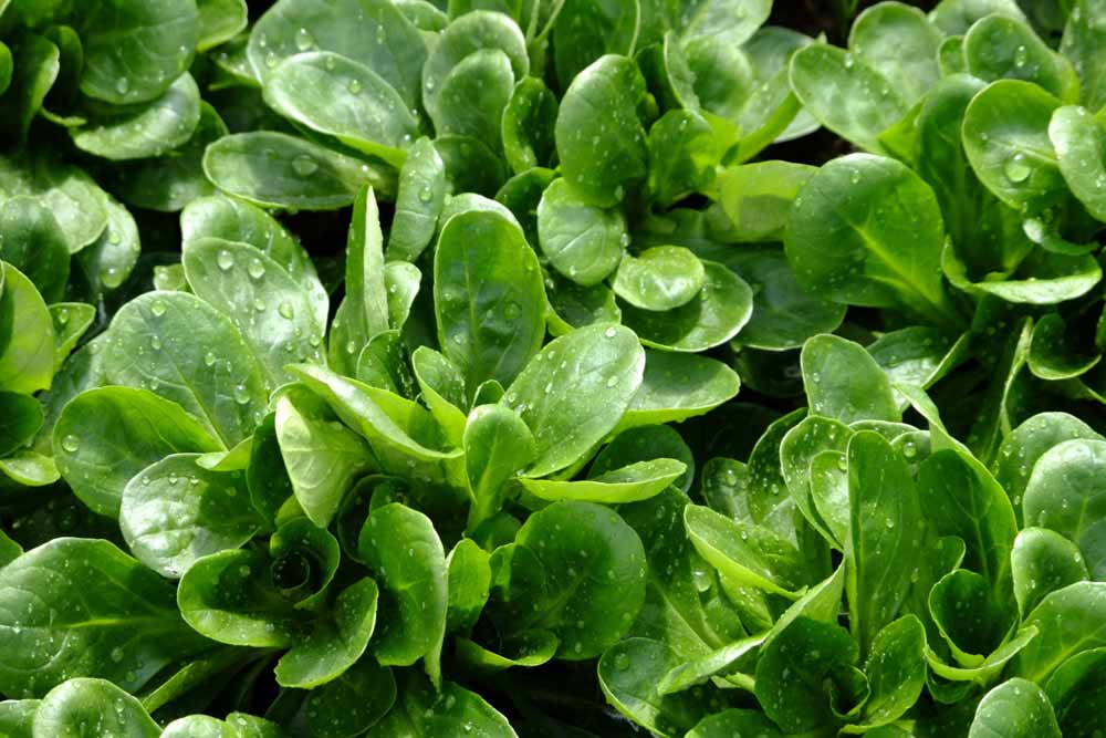 15 Notable Health Benefits of Eating Watercress Regularly - How To Ripe