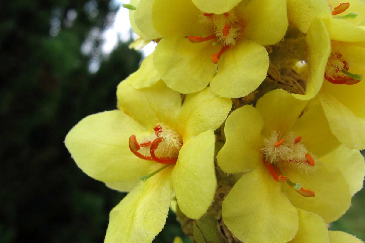 15 Science-Backed Health Benefits of Mullein Tea - How To Ripe