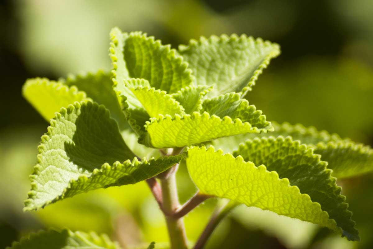 20 Proven Nutritional and Health Benefits of Oregano - How To Ripe