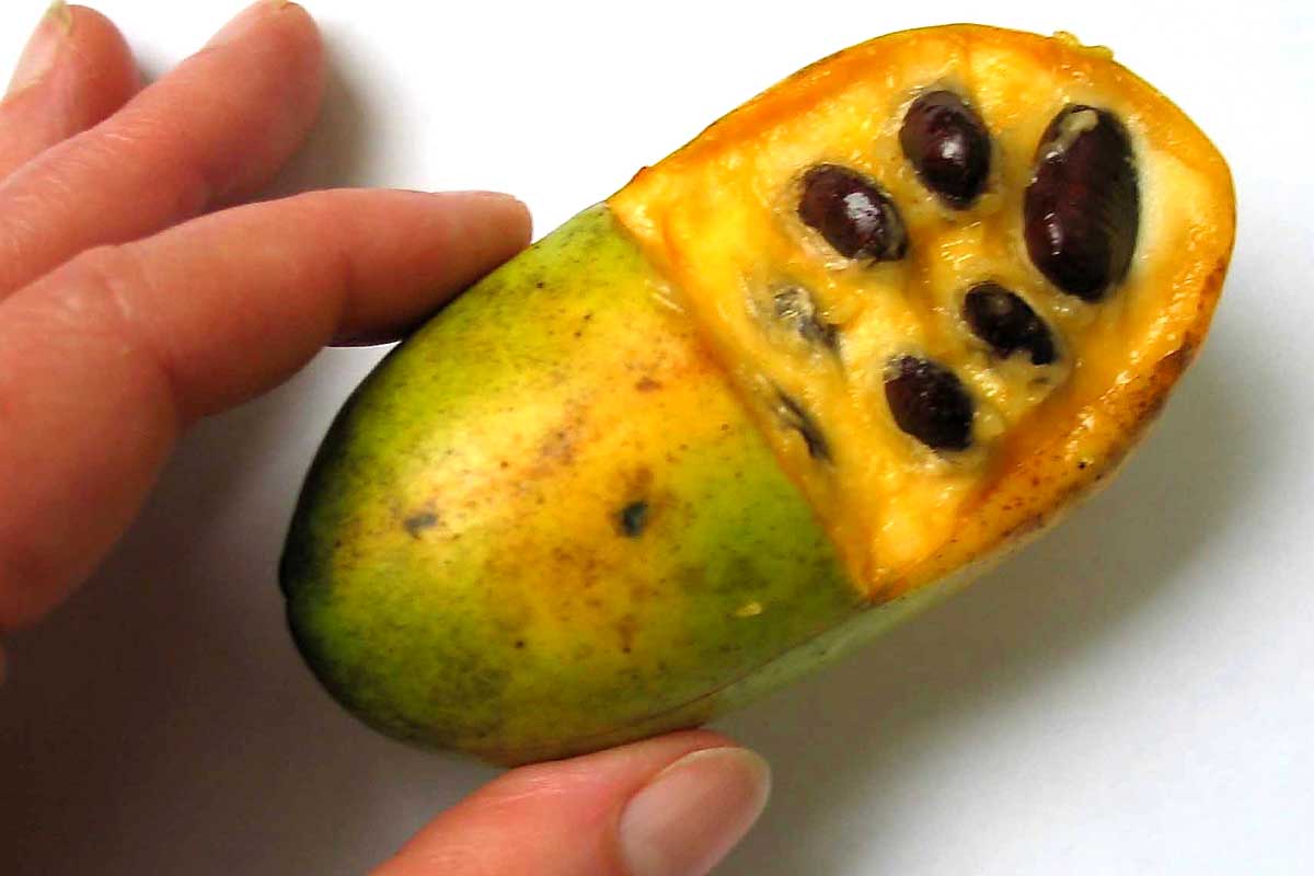 15 Science-Backed Health Benefits of Pawpaw, or Papaw - How To Ripe 15 Science-Backed Health Benefits of Pawpaw, or Papaw - How To Ripe