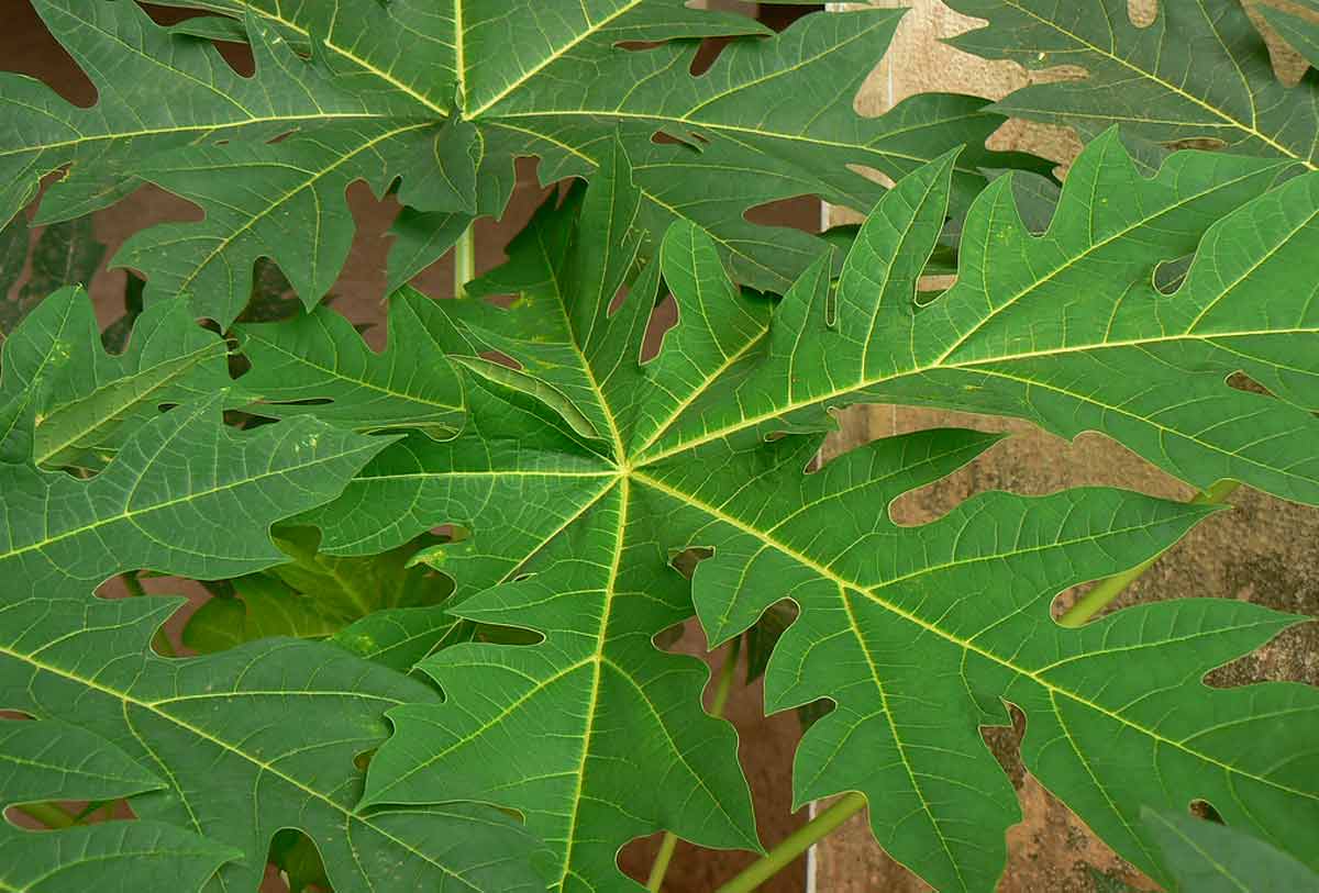 18 Proven Health Benefits of Pawpaw Leaves - How To Ripe