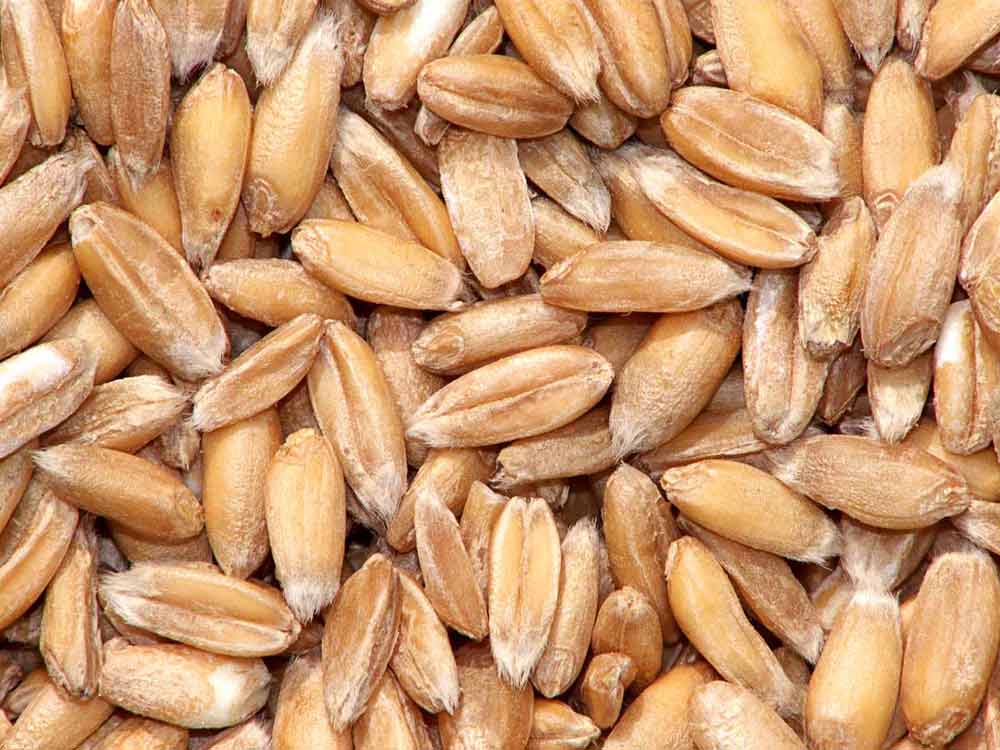 13 Science-Backed Health Benefits of Eating Spelt Regularly - How To Ripe