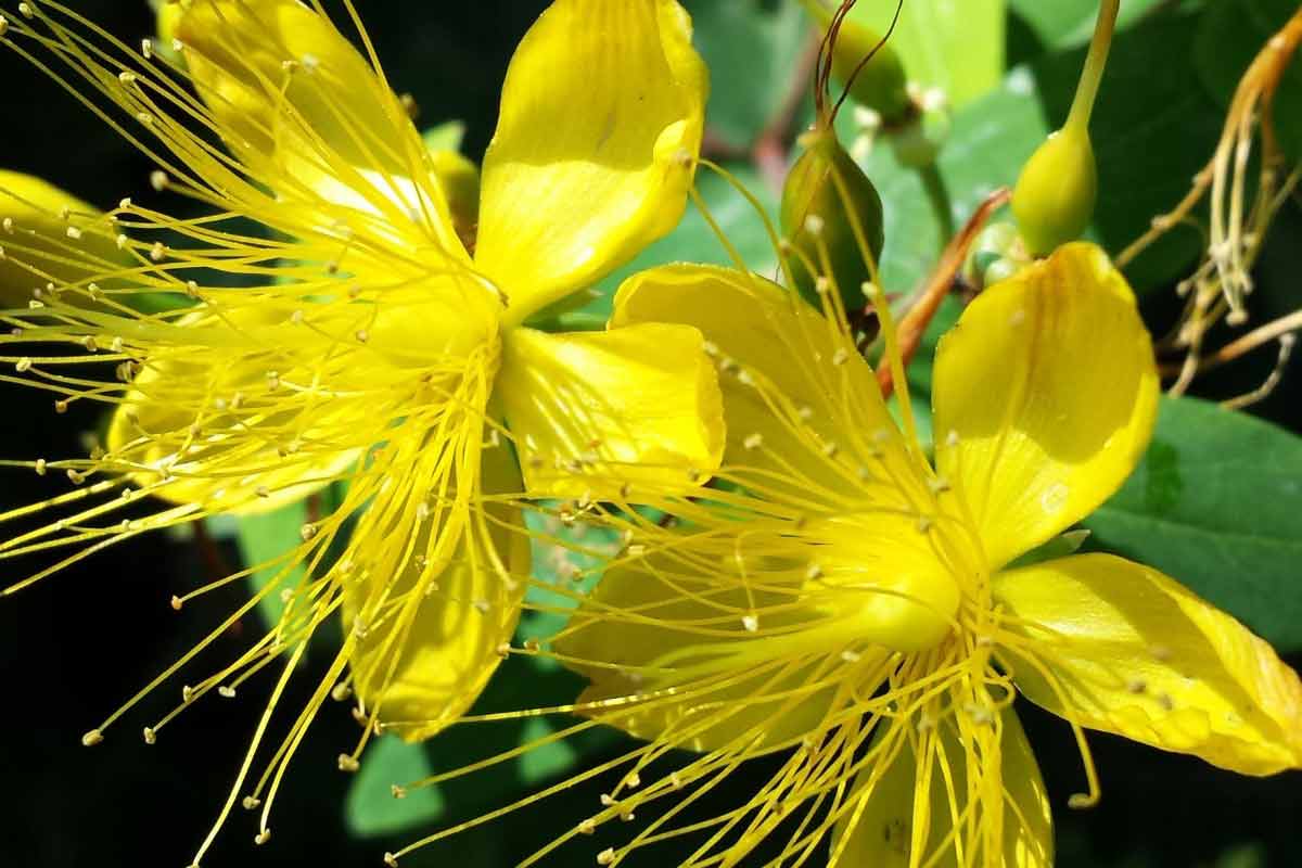 14 Hypericum Perforatum or St. John's Wort Oil Benefits - How To Ripe