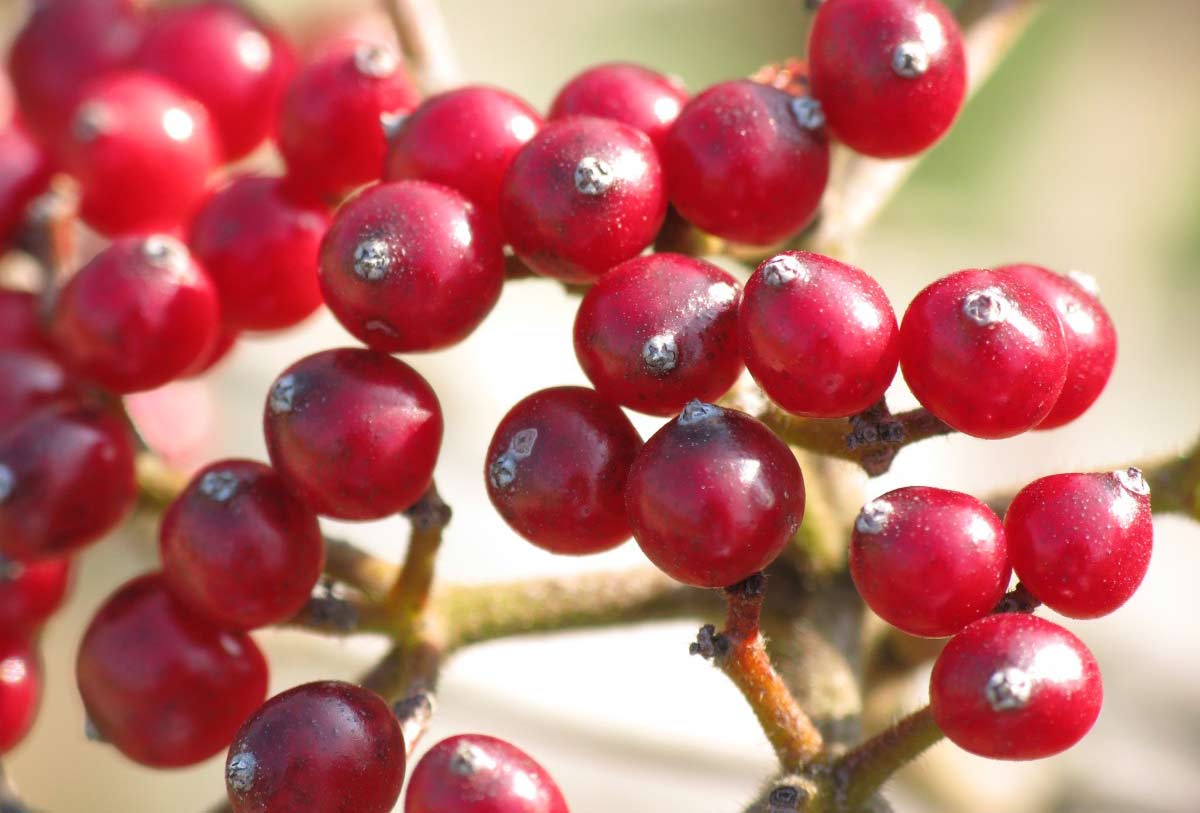 12 Red Currant Berries Science-Backed Health Benefits - How To Ripe