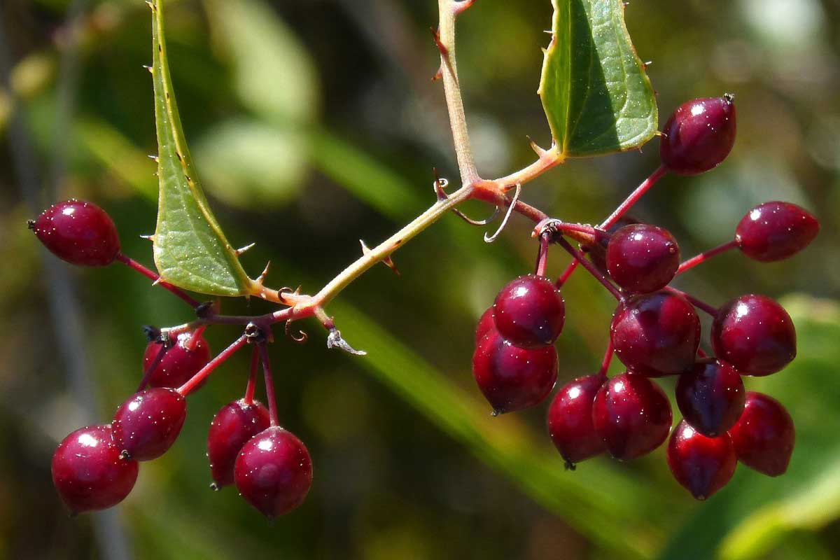 13 Science-Backed Sarsaparilla Herb Health Benefits - How To Ripe