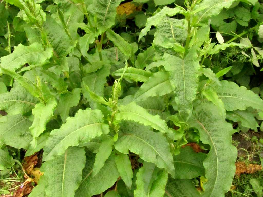 14 Yellow Dock Herb Science-Backed Health Benefits - How To Ripe