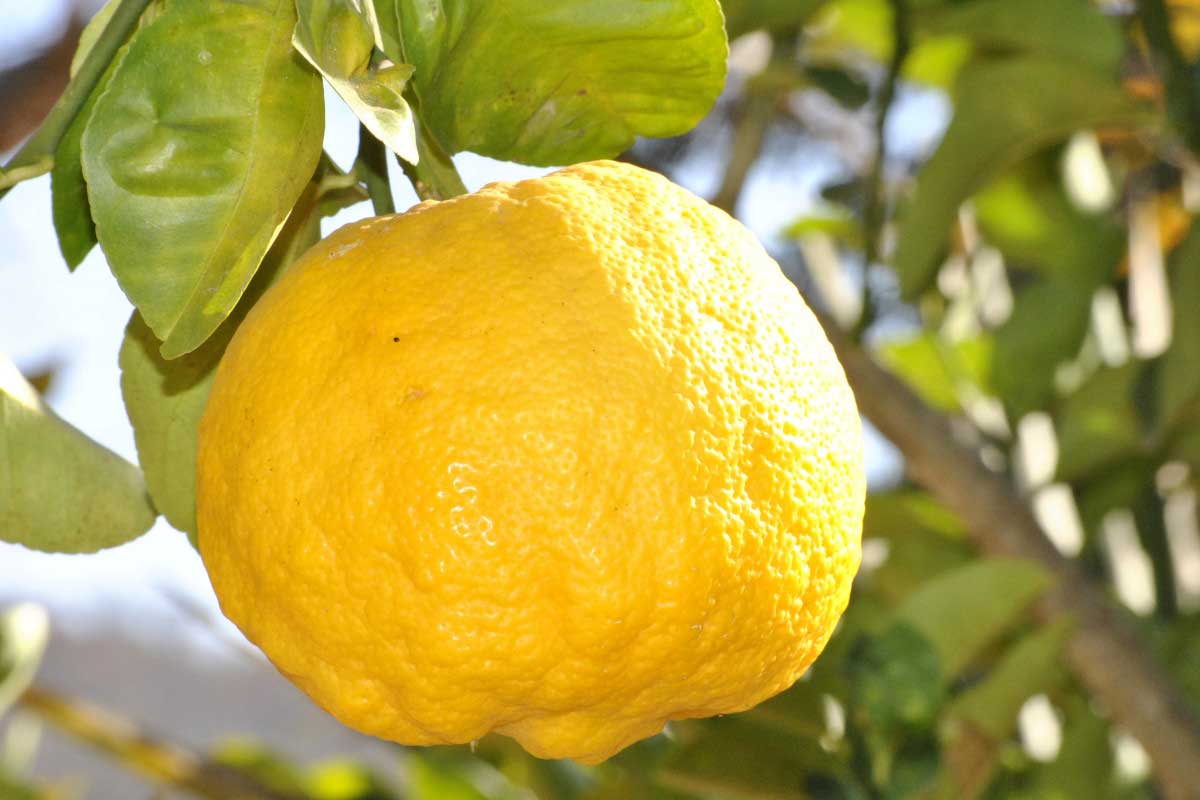 14 Scientifically Proven Yuzu Fruit Health Benefits - How To Ripe